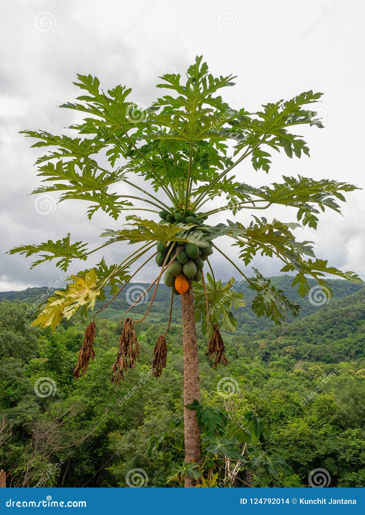Papaya Tree in the Orchard. Stock Photo - Image of leaf, thailand ...