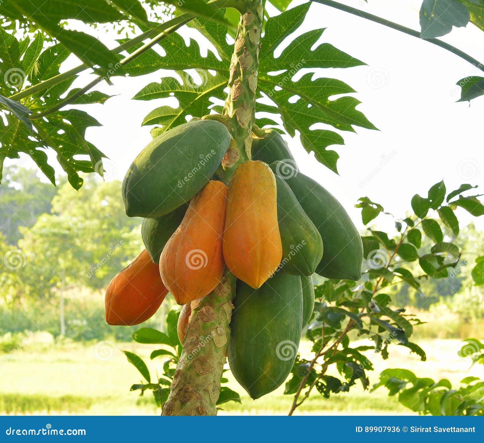 Papaya Tree Texture Royalty-Free Stock Photography | CartoonDealer.com ...