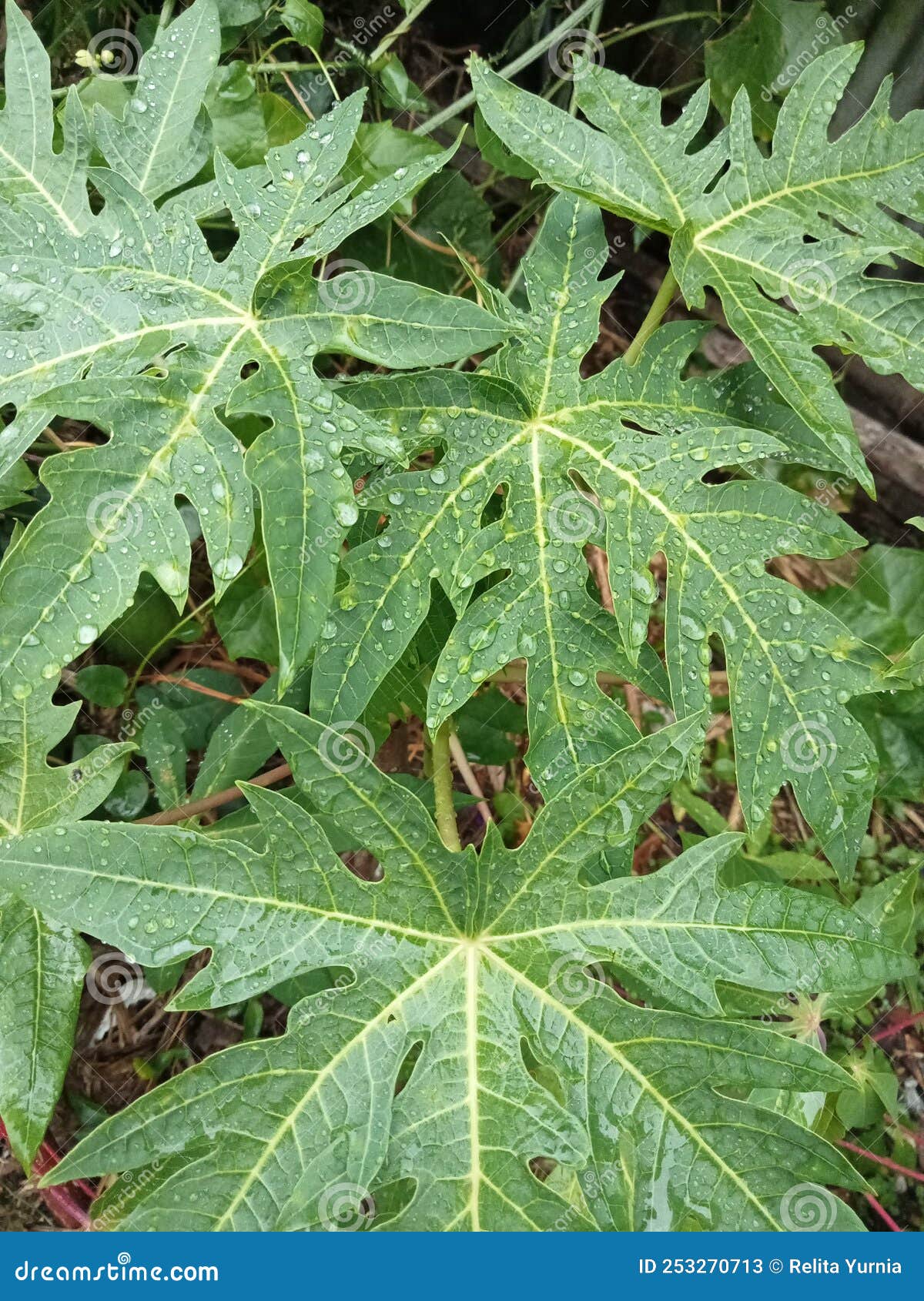 Papaya Tree Plants that are Splashed by Water Stock Image - Image of ...