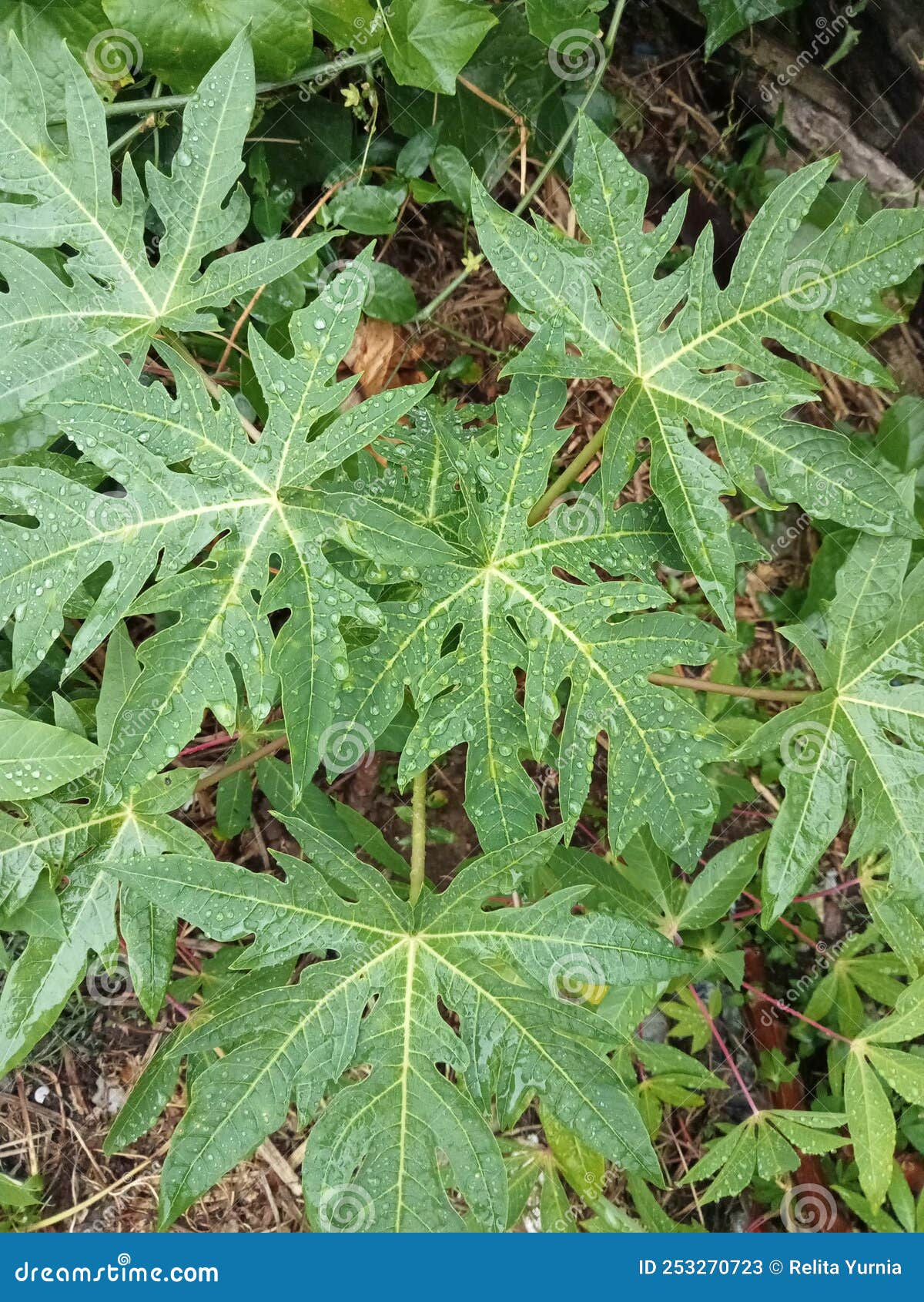 Papaya Tree Plants that are Splashed by Water Stock Image - Image of ...