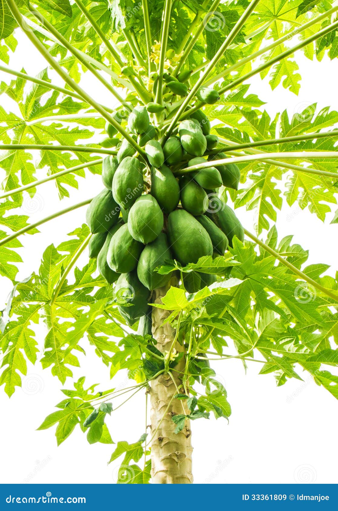 190 Papayas Trunk Papaya Tree Stock Photos - Free & Royalty-Free Stock ...