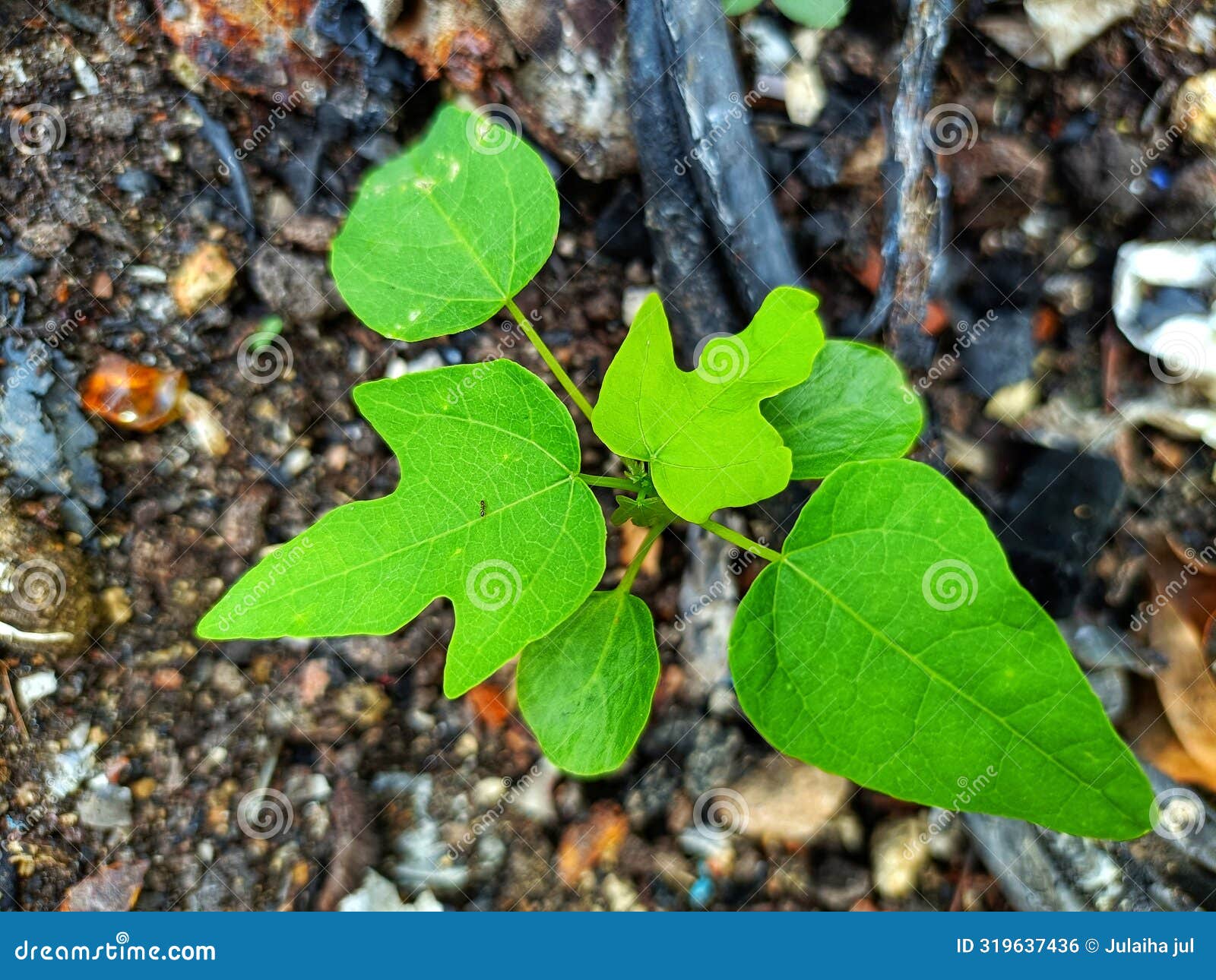 Papaya Tree Sapling Growing in a Pile of Rubbish Stock Photo - Image of ...