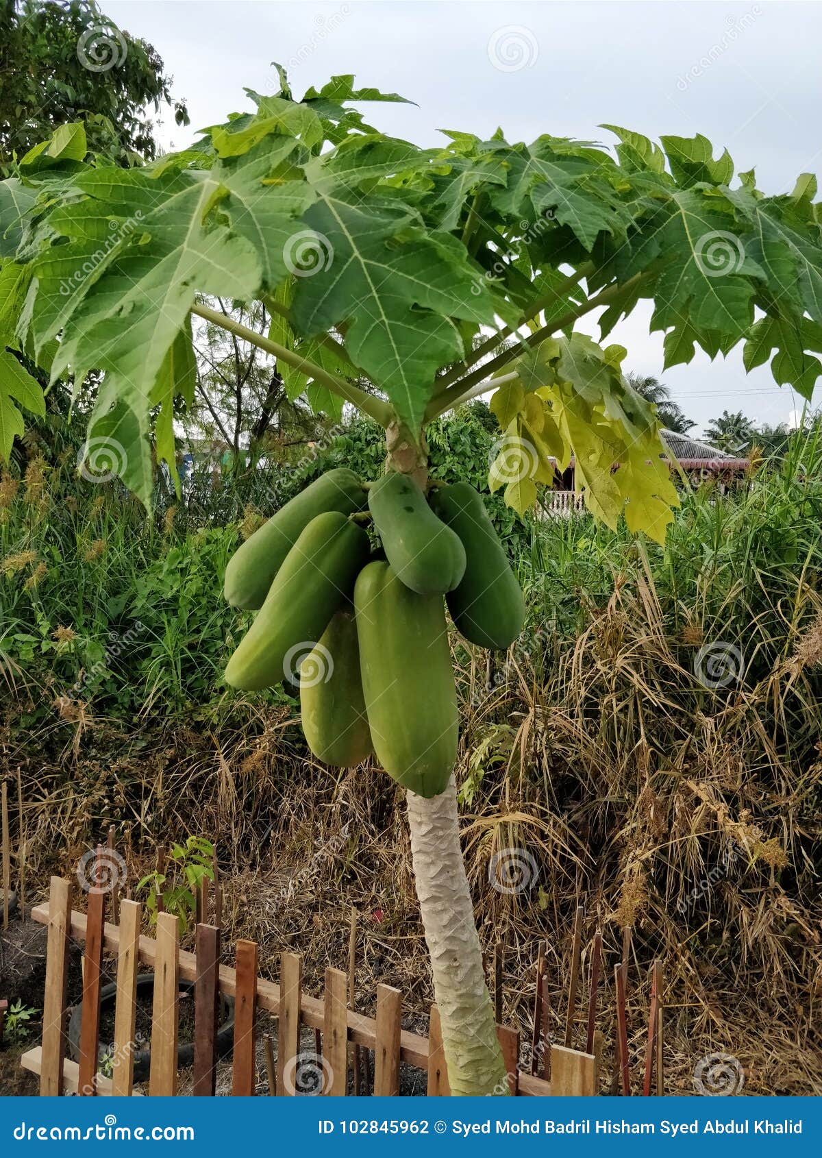 Papaya tree stock photo. Image of health, malaysia, papaya - 102845962
