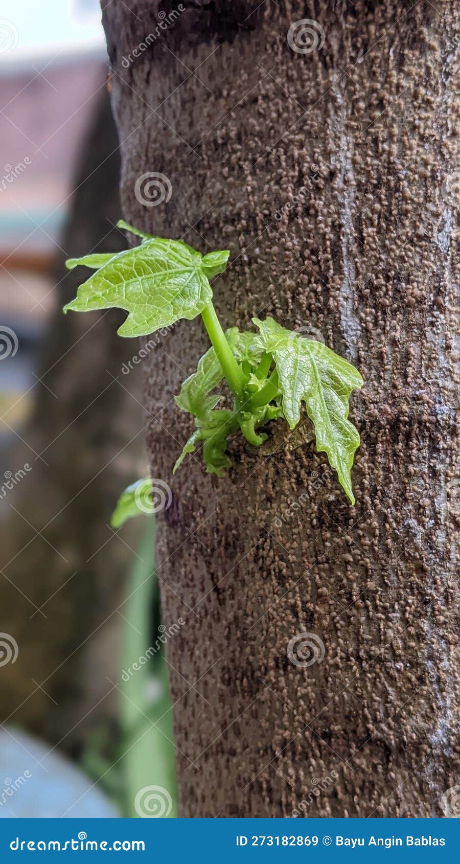 Papaya Tree Shoots after Being Cut Down Stock Image - Image of insect ...