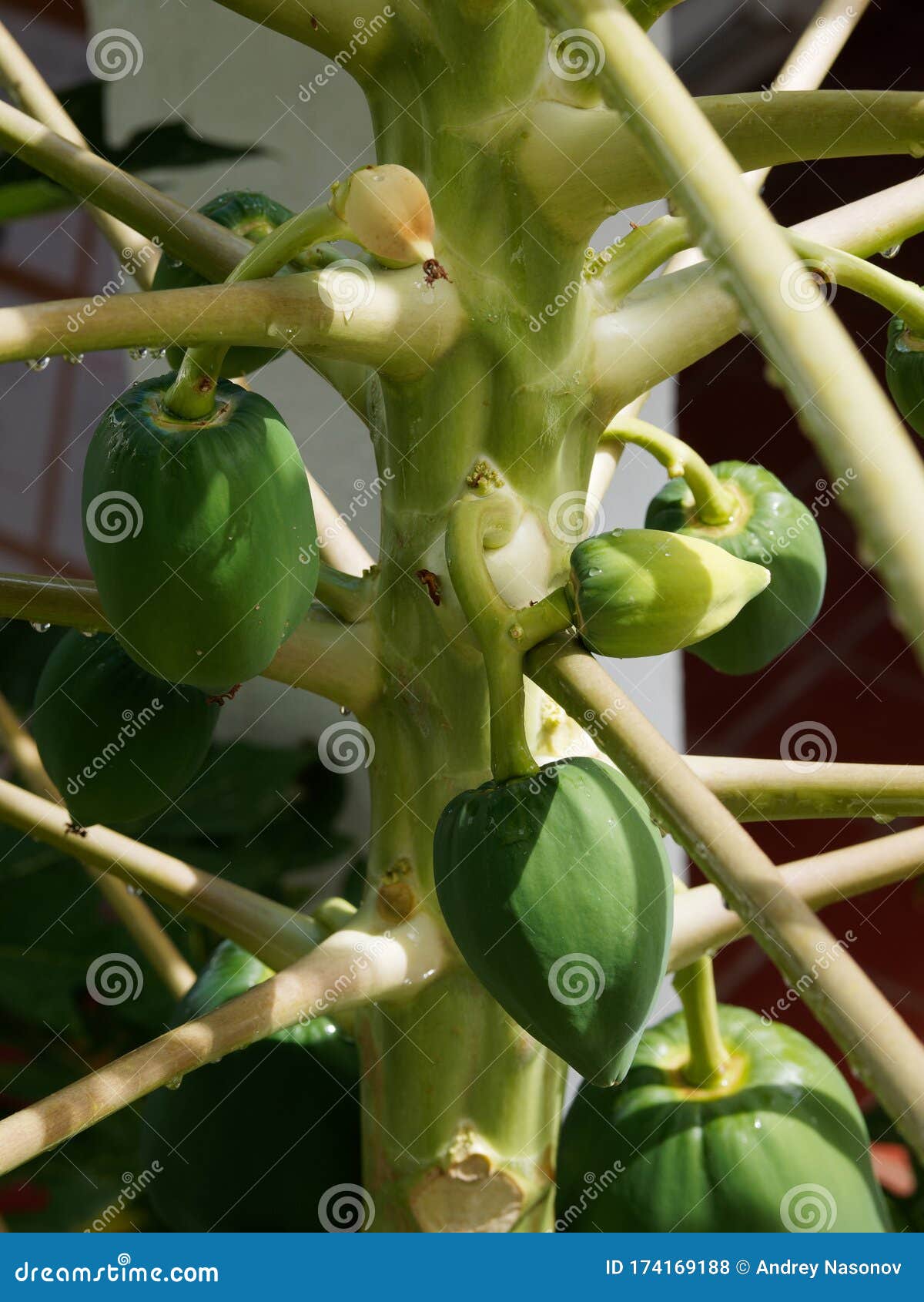 Papaya Tree with Small Fruit. Stock Photo - Image of closeup, drop ...