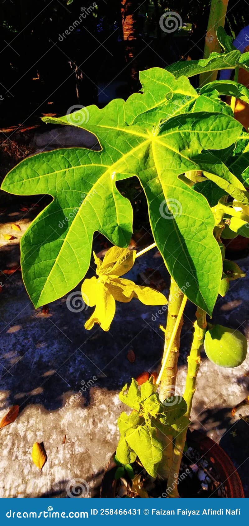 Papaya Tree with Some Papayas Stock Image - Image of produce, tree ...
