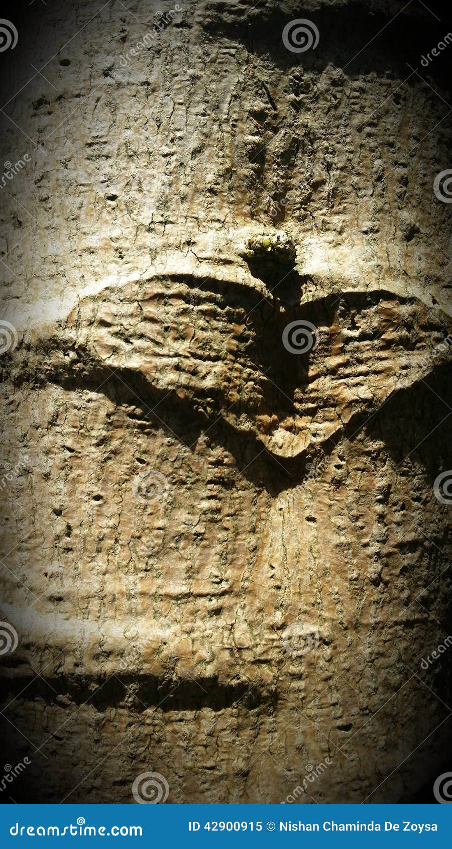 Papaya tree texture stock image. Image of vegetables - 42900915