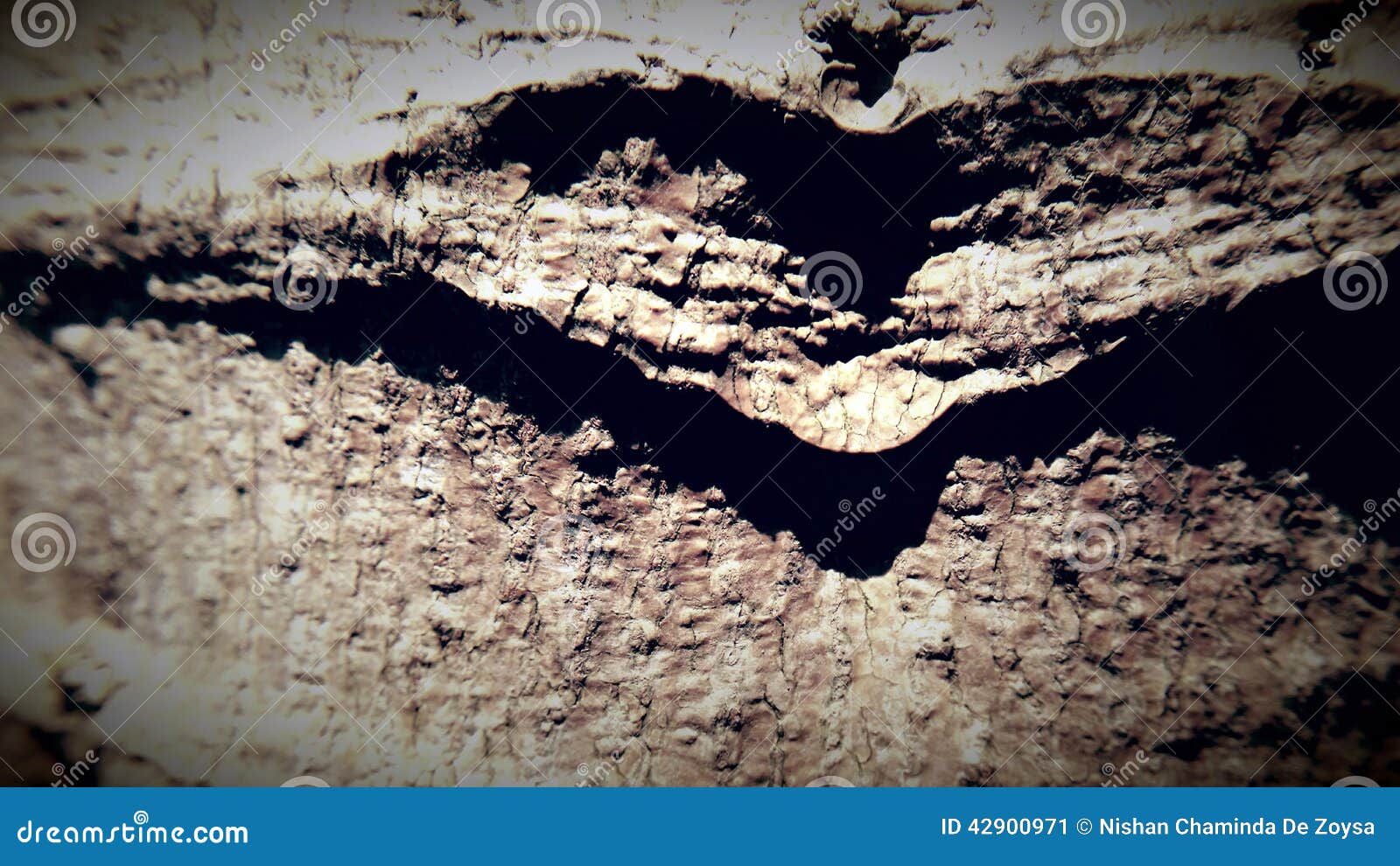 Papaya tree texture stock image. Image of trunk, sunny - 42900971
