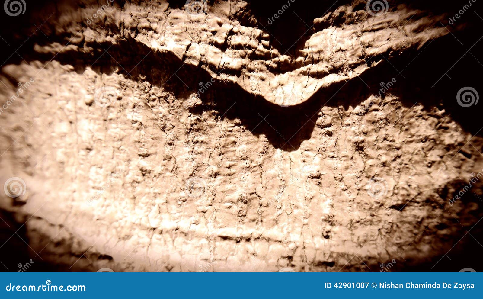 Papaya tree texture stock image. Image of brown, trunk - 42901007