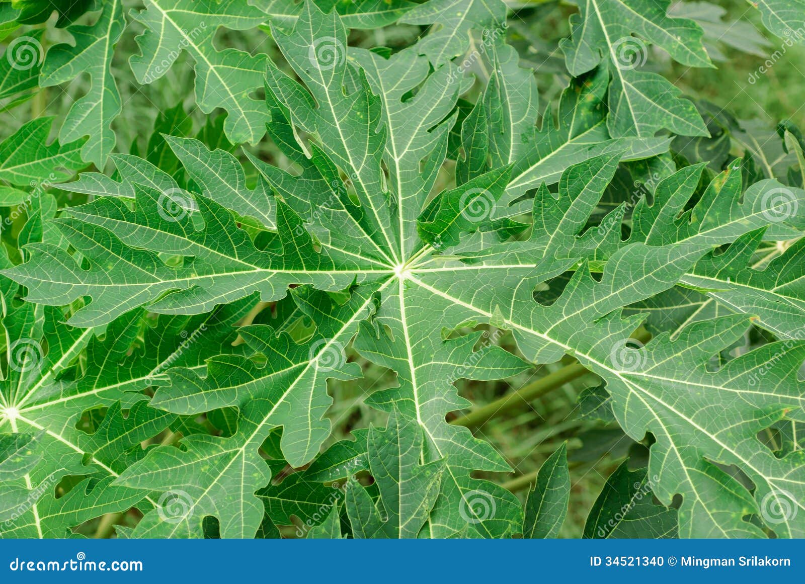 Papaya tree stock photo. Image of climate, organic, fruit - 34521340
