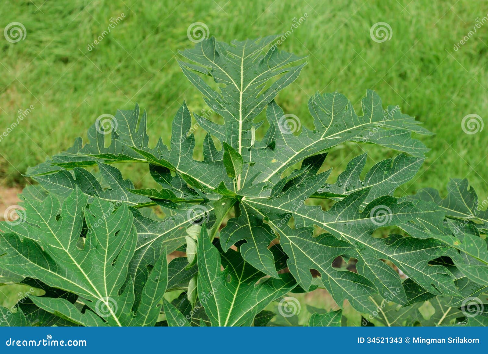 Papaya tree stock image. Image of plant, organic, asia - 34521343