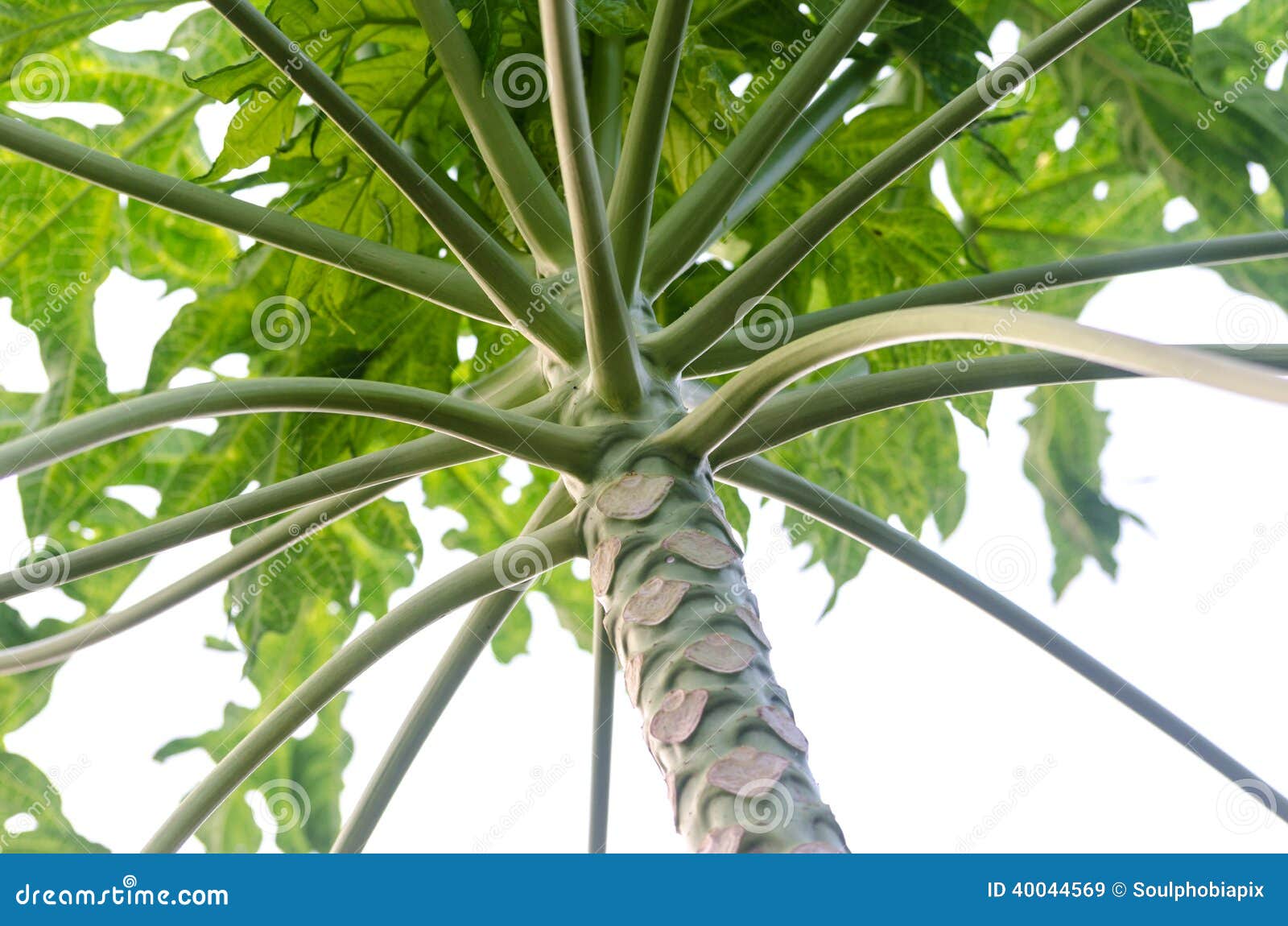 Papaya tree stock image. Image of stem, tasty, treetop - 40044569
