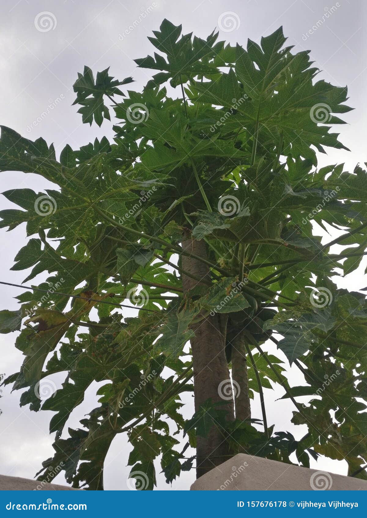 Papaya Tree Top of the View Stock Photo - Image of view, papaya: 157676178