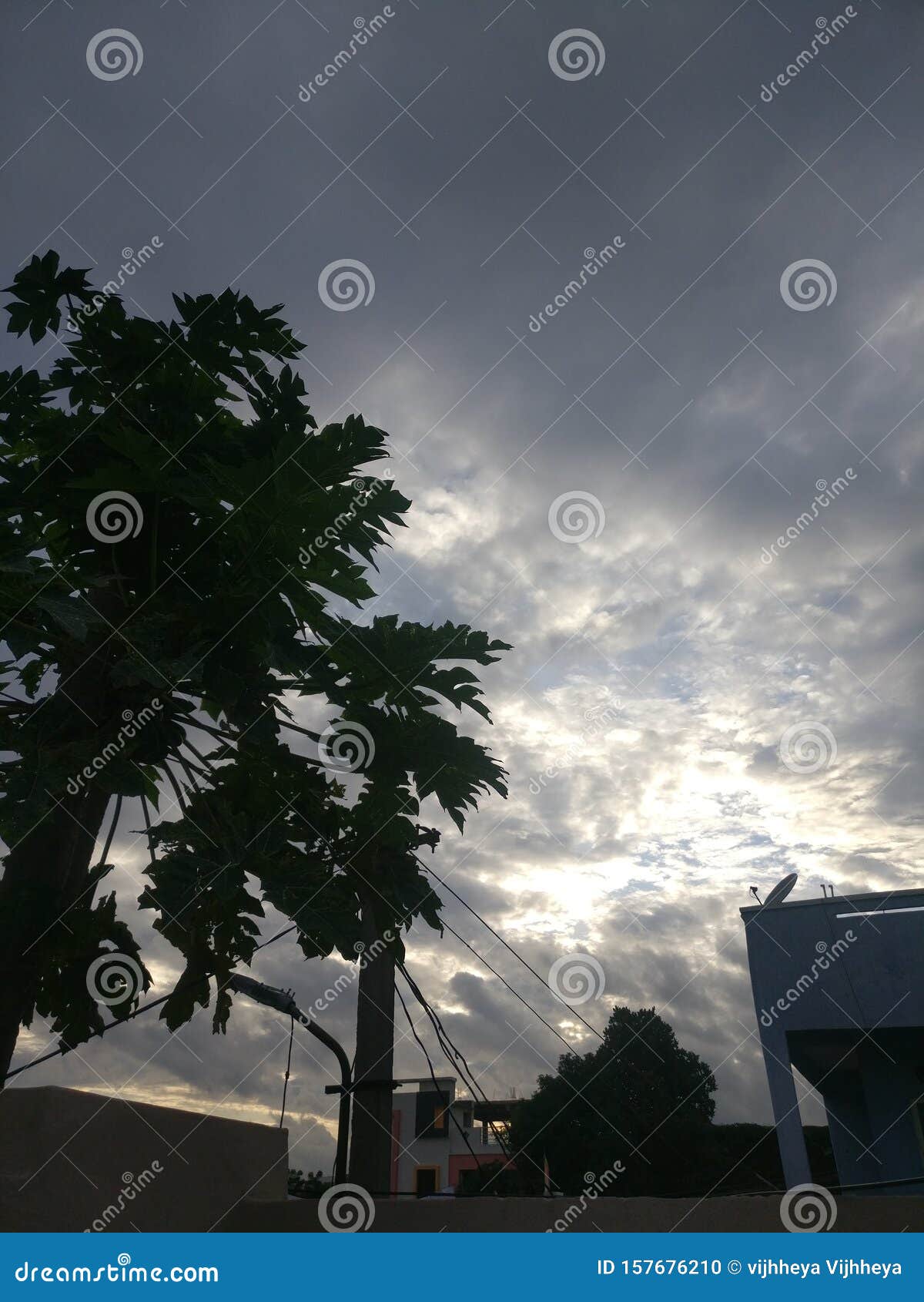Papaya Tree Top of the View Stock Photo - Image of greencolour, papaya ...