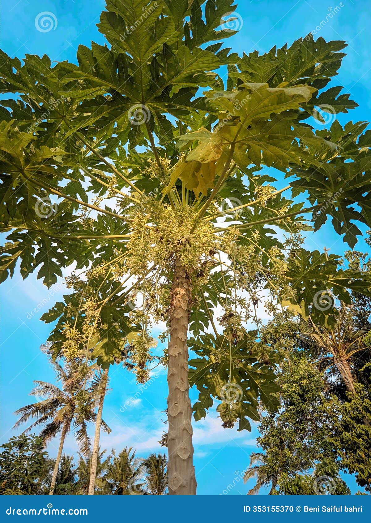 Papaya Tree with Trees and Blue Sky in the Background Stock Photo ...