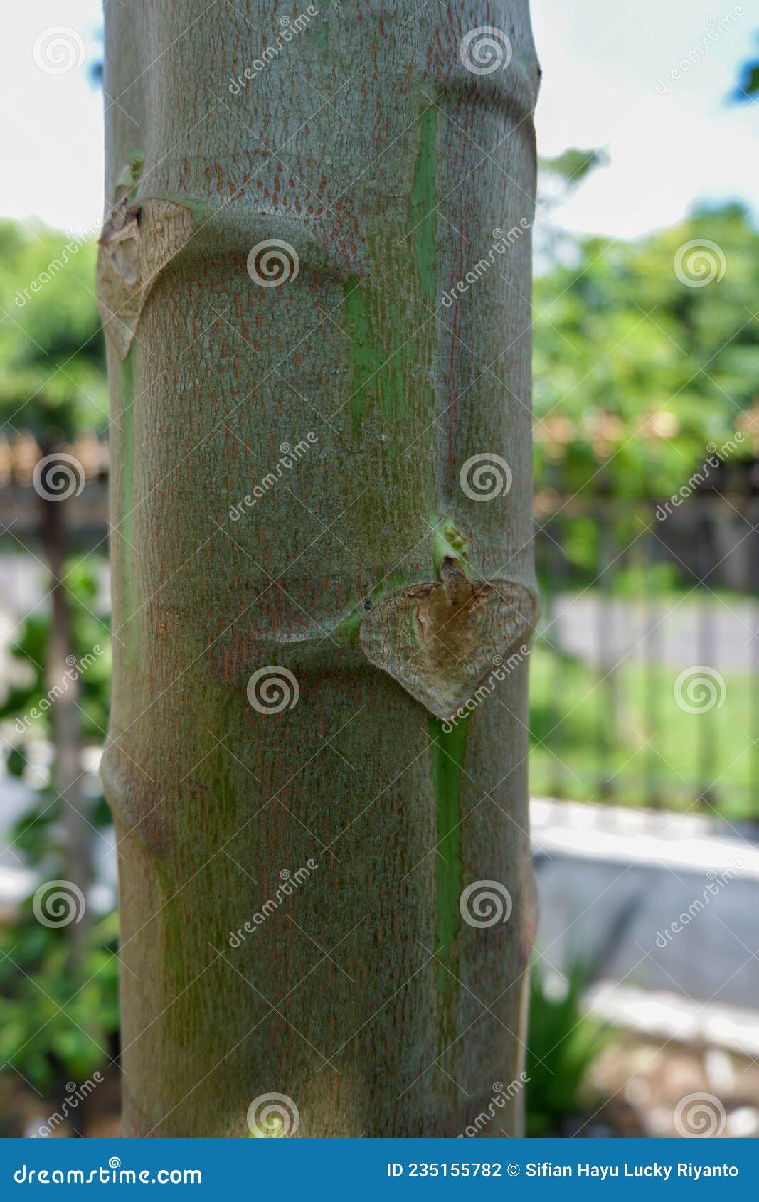 Papaya tree trunk stock photo. Image of texture, agriculture - 235155782