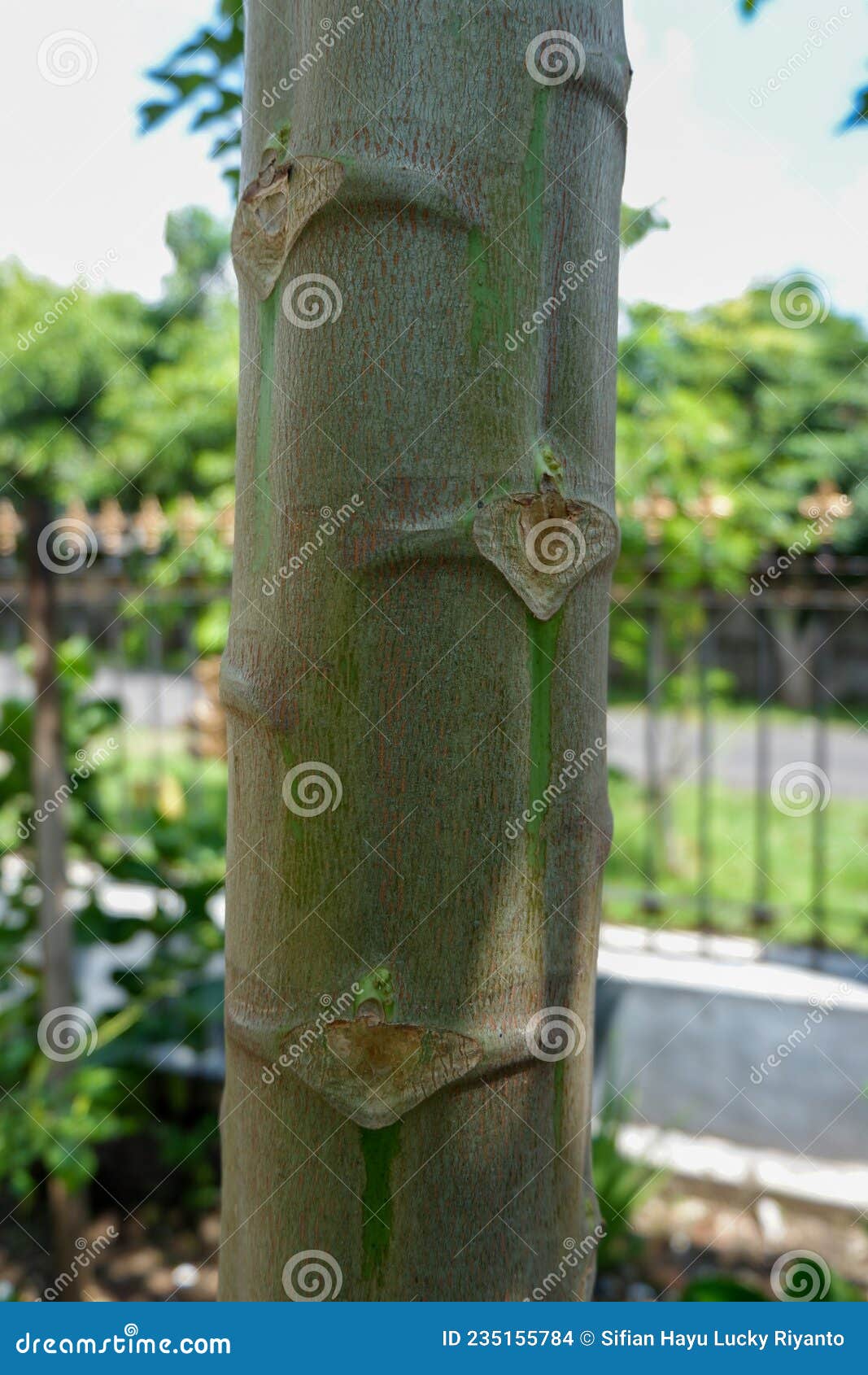 Papaya tree trunk stock photo. Image of environment - 235155784