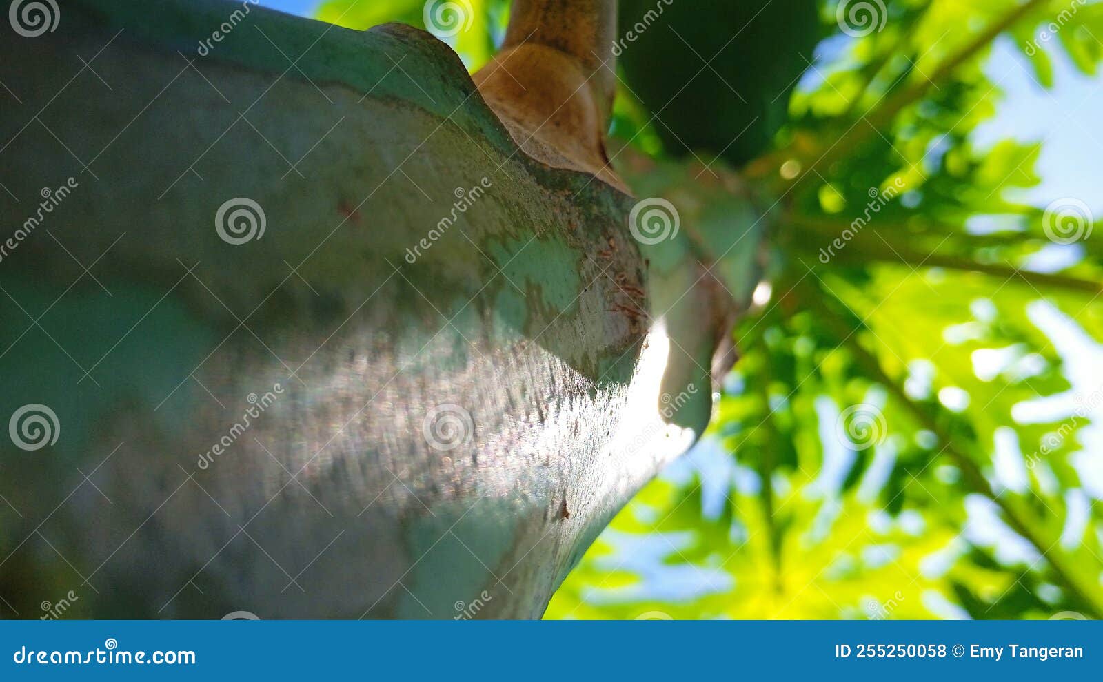 Papaya Tree Trunk with Texture Stock Photo - Image of tree, trunk ...
