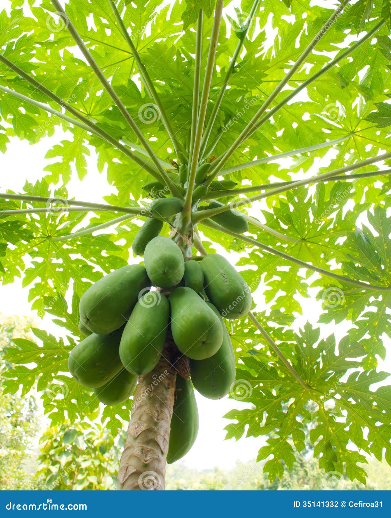 Papaya tree stock photo. Image of farm, orchard, vitamins - 35141332