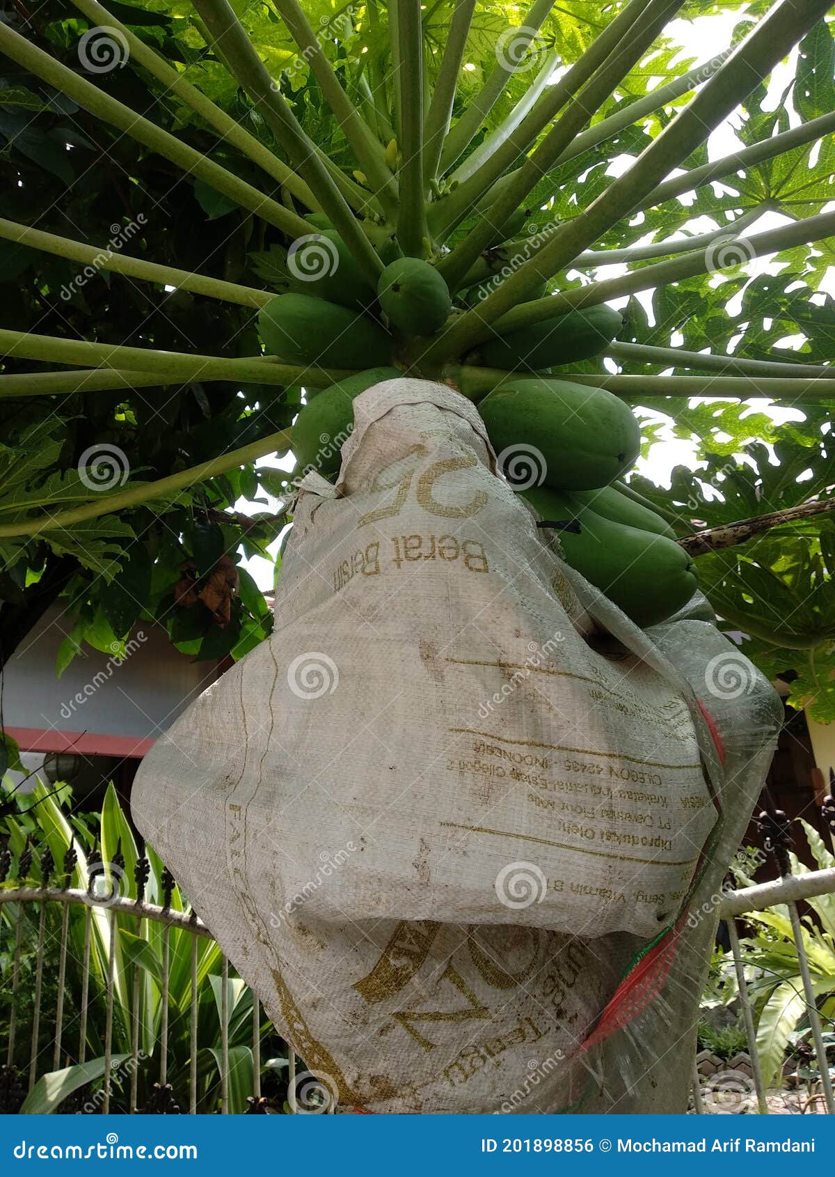 Ripe Papaya Sliced In Half And Packed For Displays On Sale At ...