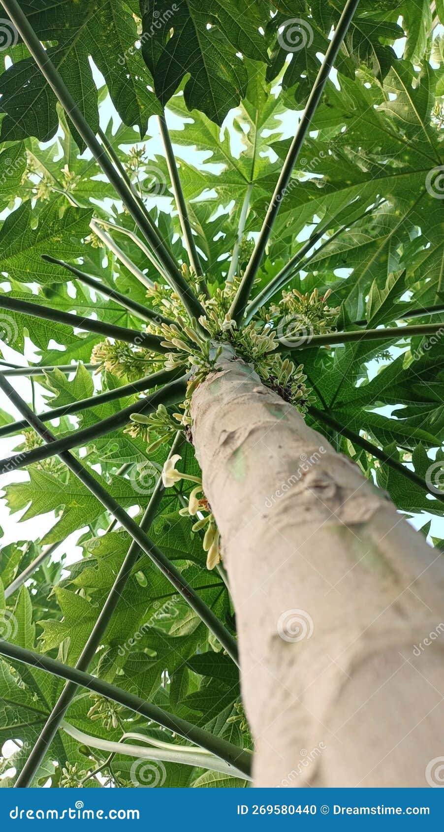 Papaya Trees Flower Very Densely Stock Photo - Image of papaya, densely ...