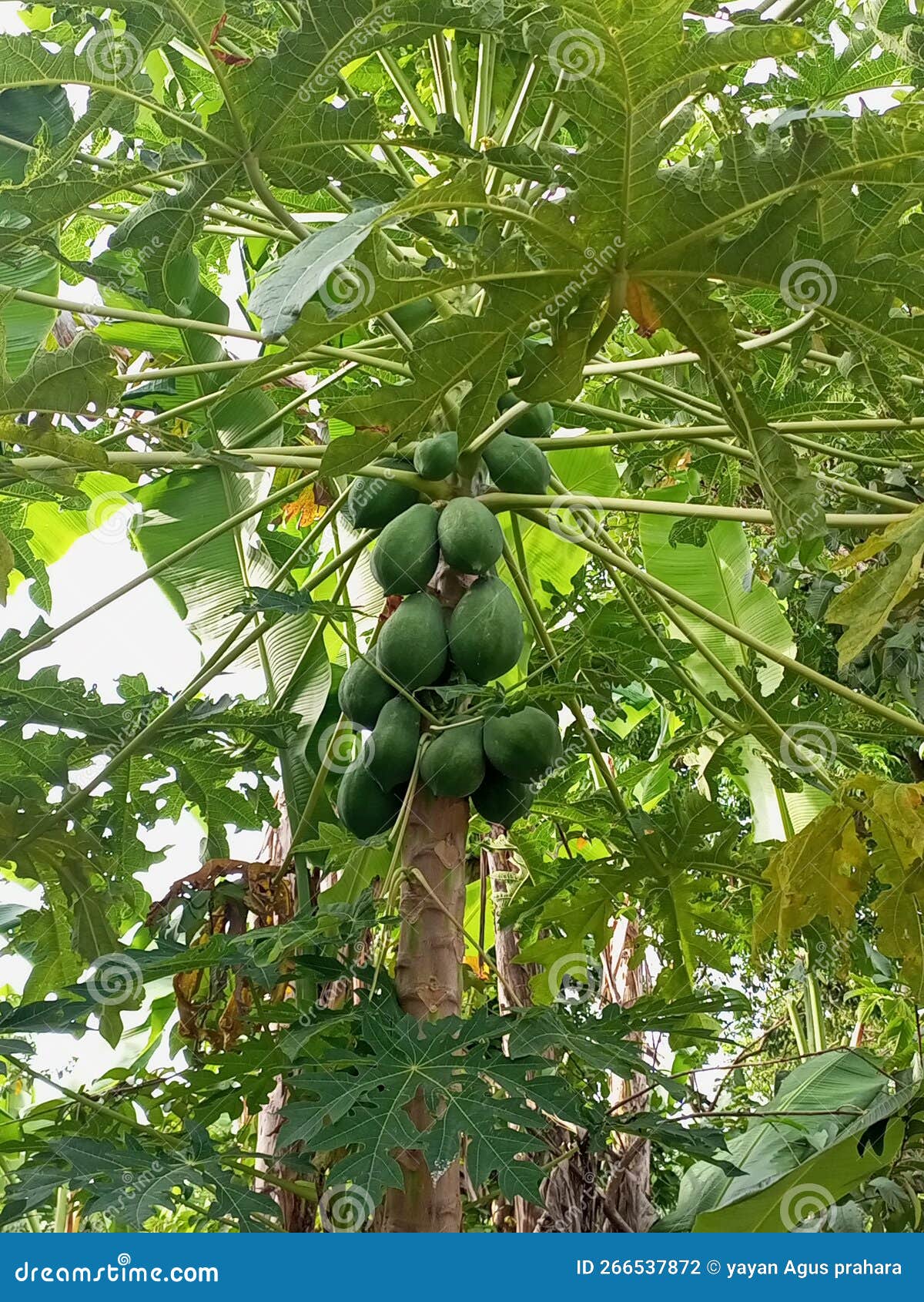 Papaya Trees are Fruitful and Green with Fruit Markings Stock Photo ...
