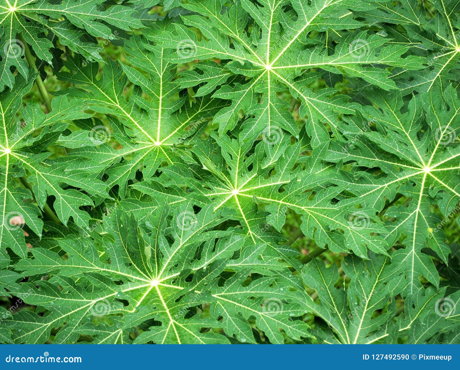 Papaya Trees Group View on Top View Scene, Stock Photo - Image of green ...