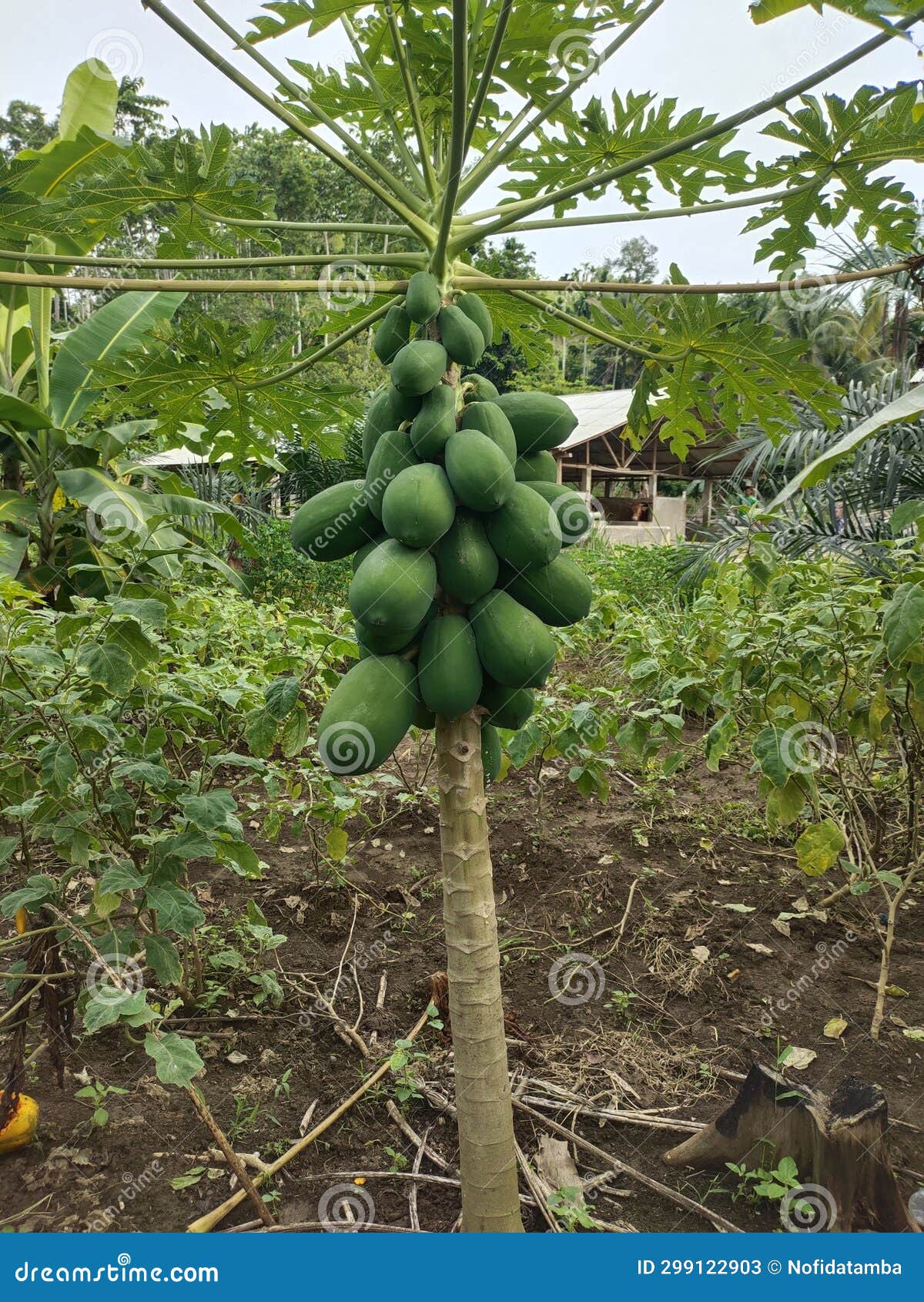 Papaya Trees with a Lots of Fruit Stock Image - Image of lots, food ...