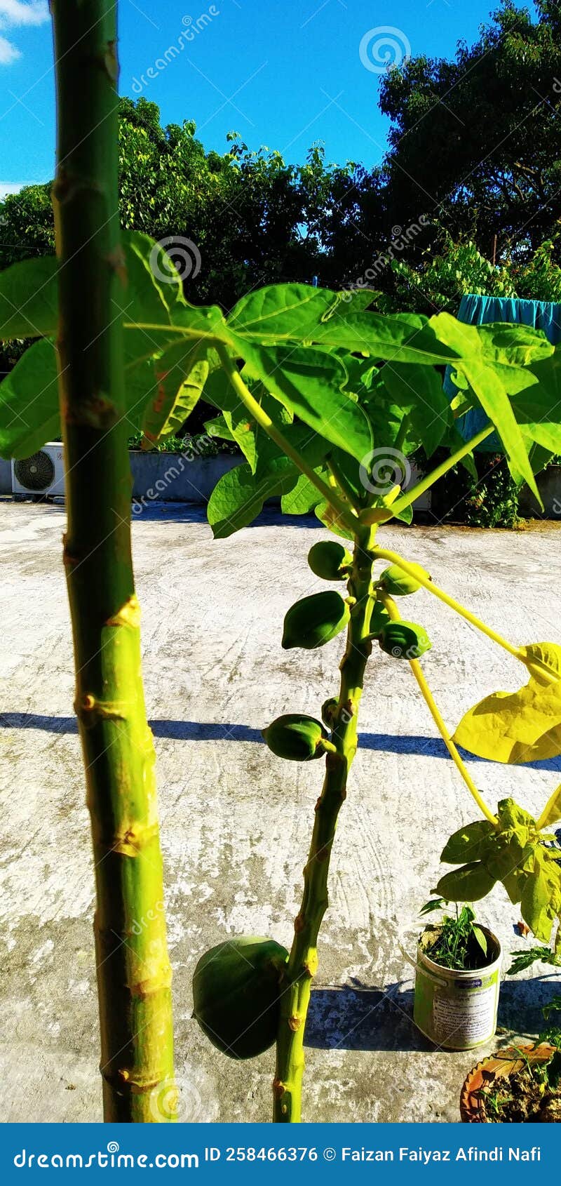 Papaya Trees with Some Papayas Stock Photo - Image of nature, food ...