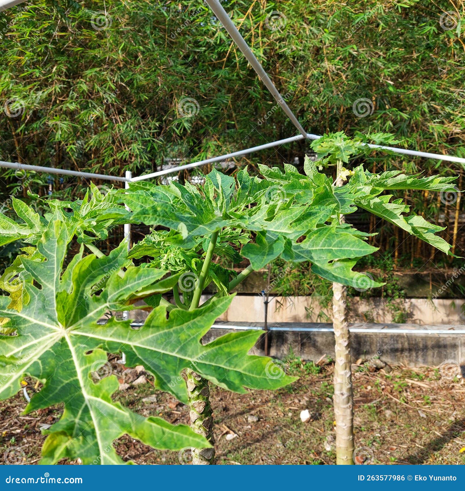 Papaya Trees that Start To Grow in the Garden Stock Photo - Image of ...