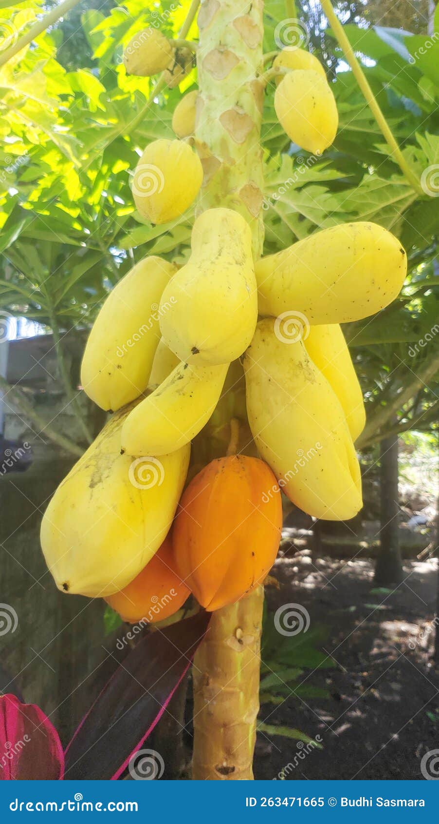 Papayas Fruit Grow in Tropical Climates Stock Image - Image of fruit ...