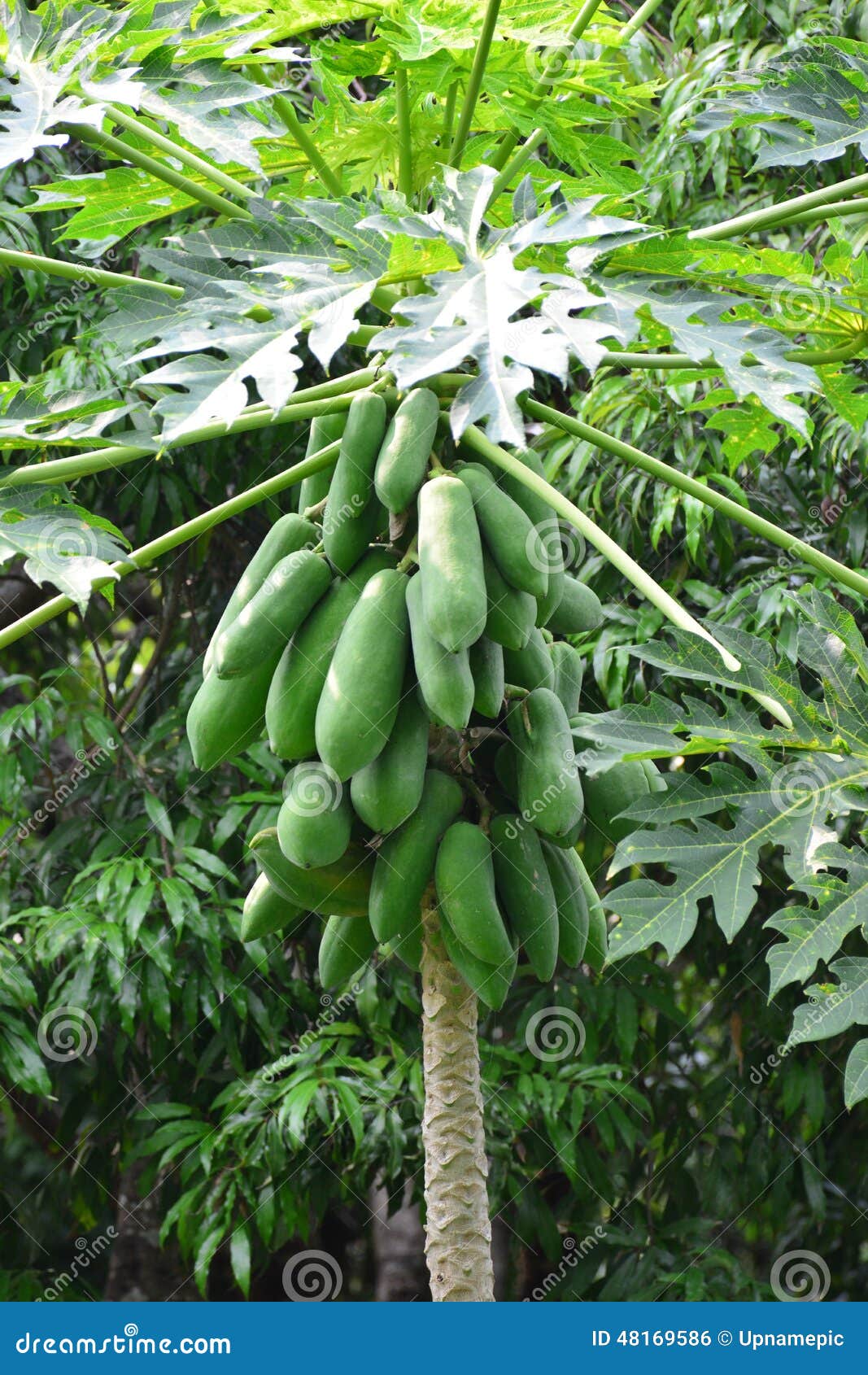 155 Papayas Trunk Papaya Tree Photos - Free & Royalty-Free Stock Photos ...