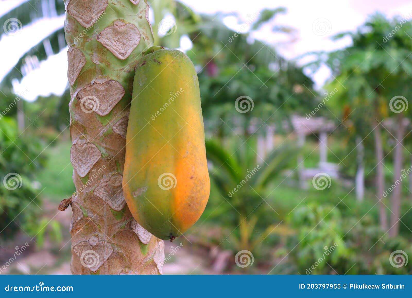 Papaya in the Garden is Ripe. Stock Image - Image of close, abstract ...