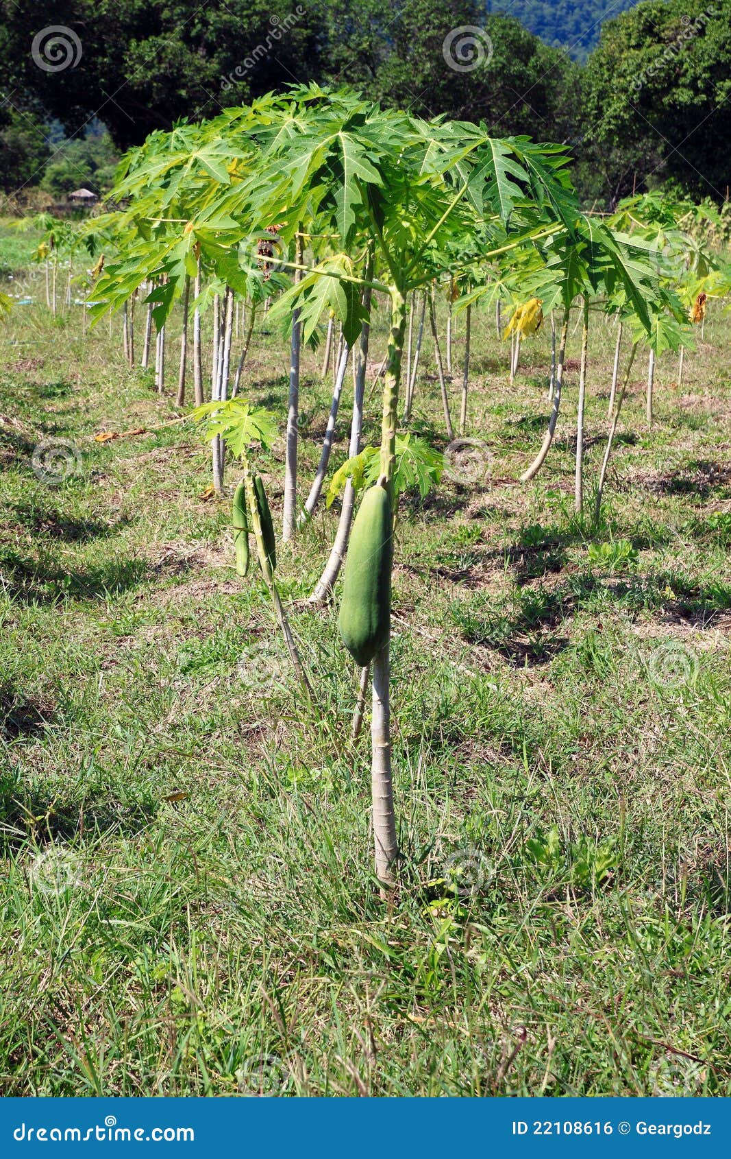 Papayas in the small tree stock photo. Image of growth - 22108616