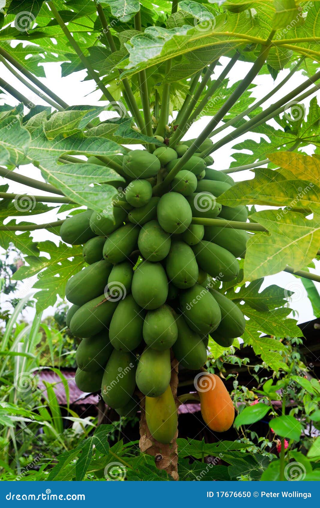 Papayas On The Trunk Of A Papaya Tree Stock Photo - Image of farm ...