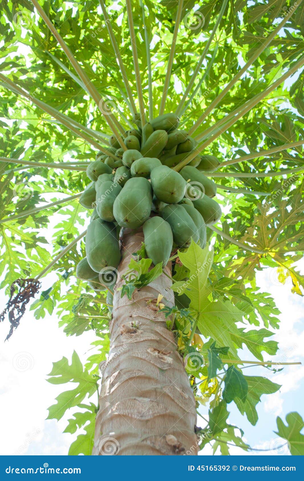 Papaye sur le papayer photo stock. Image du santé, ferme - 45165392