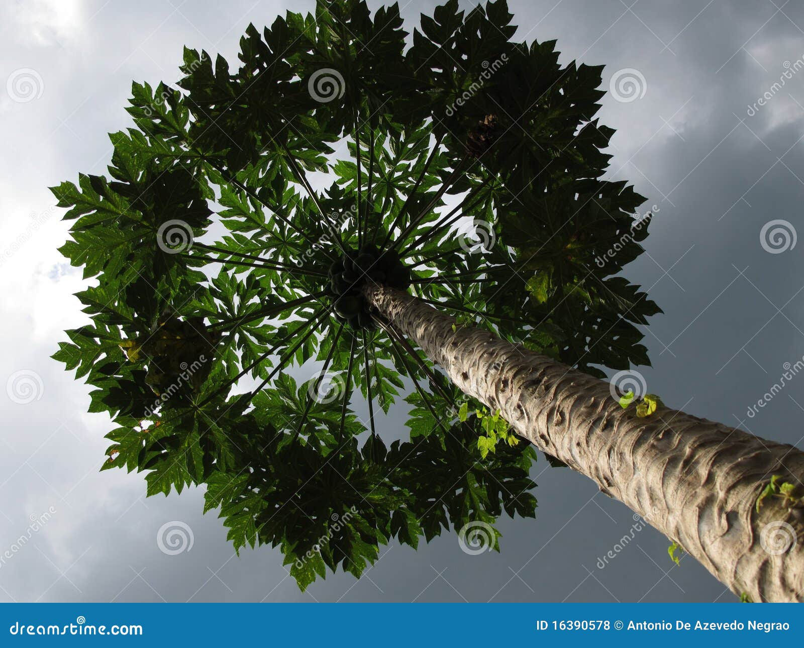 Papayer photo stock. Image du juteux, goût, graine, délicieux - 16390578