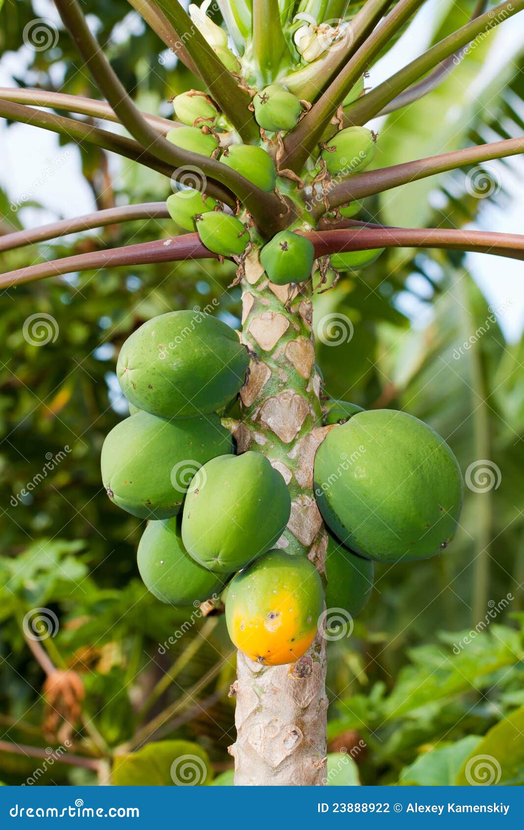Papayer photo stock. Image du doux, appétissant, délicieux - 23888922
