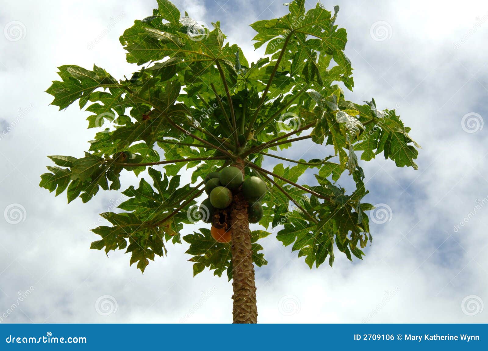 Papayer photo stock. Image du tropical, extérieur, centrale - 2709106