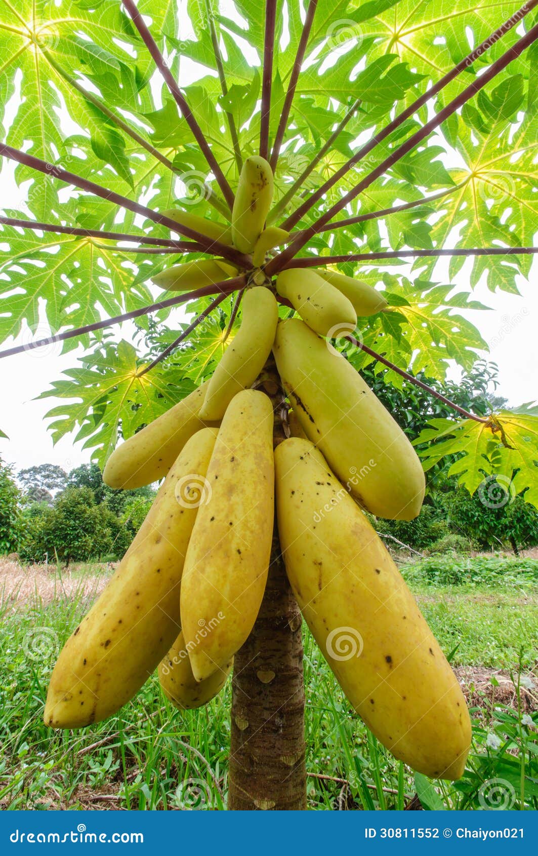 Papayer photo stock. Image du légumes, cheminée, papaye - 30811552