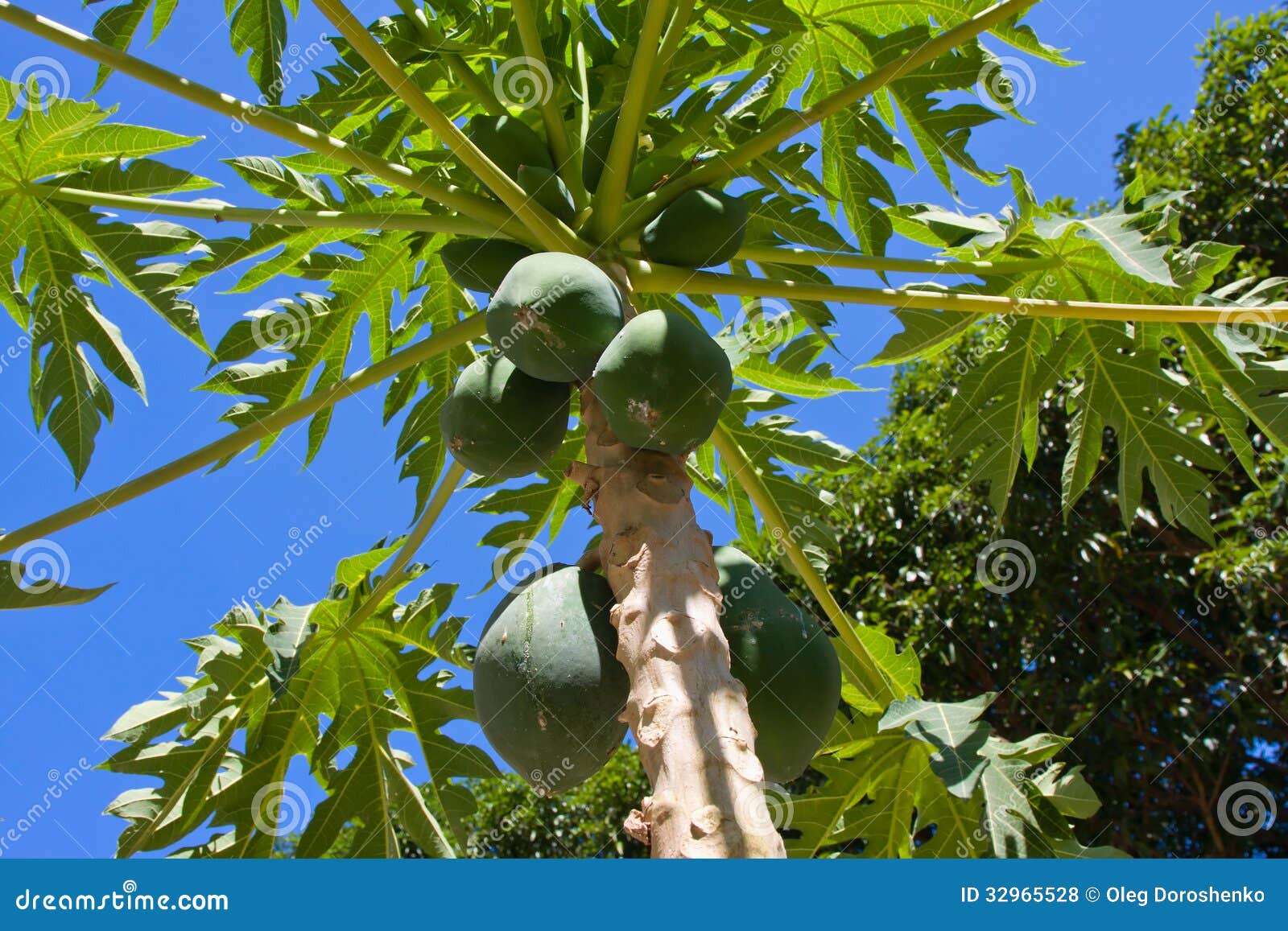 Papayer photo stock. Image du organique, dessert, papaye - 32965528
