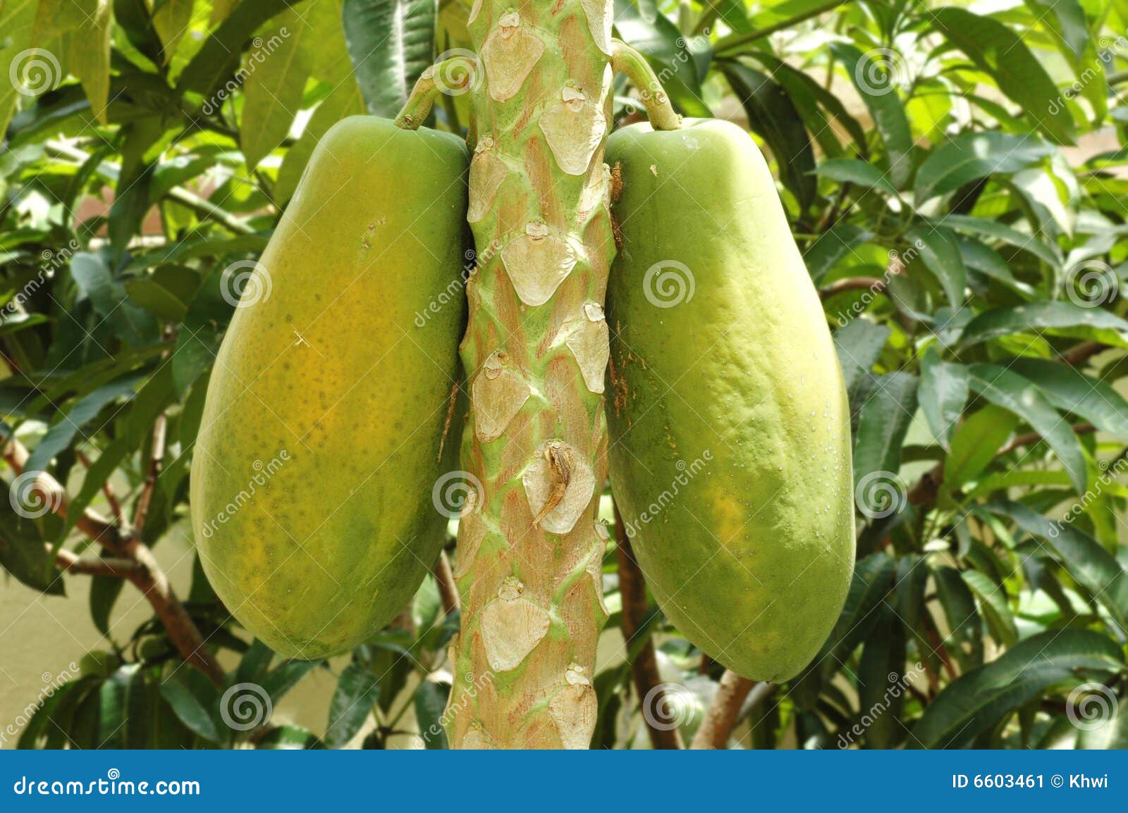 Papayer image stock. Image du ferme, frais, exotique, centrale - 6603461