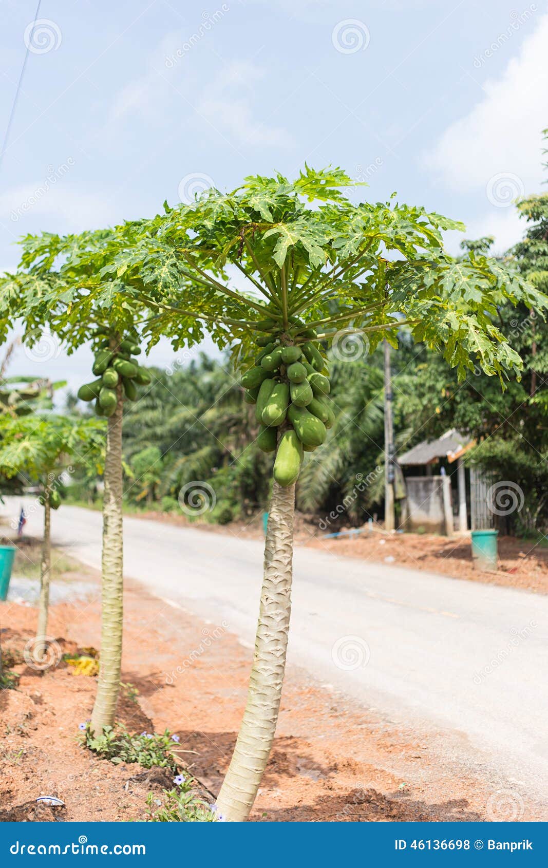 Papayer - Arbre Fruitier Tropical Photo stock - Image du ressort ...