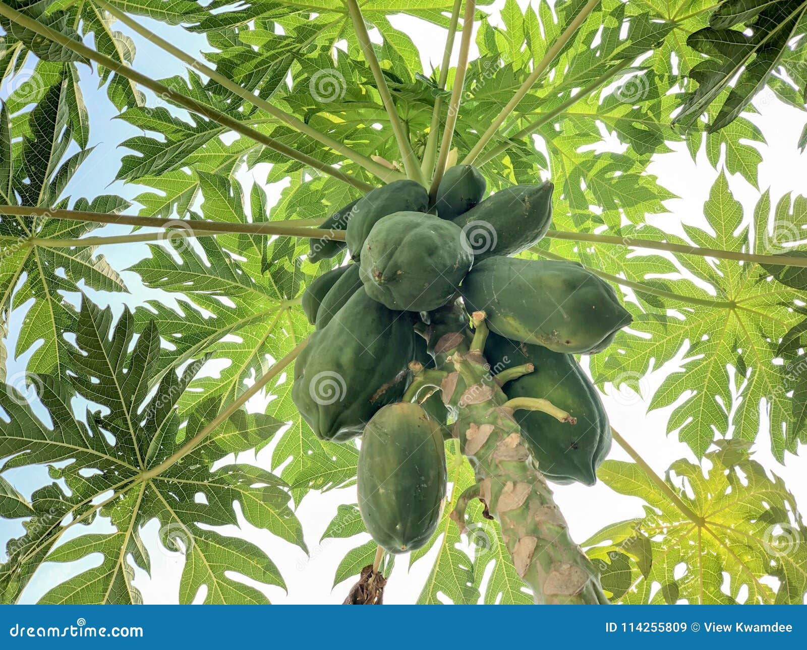 Papayer Verd?tre Sur La Zone Image stock - Image du nourriture, santé ...