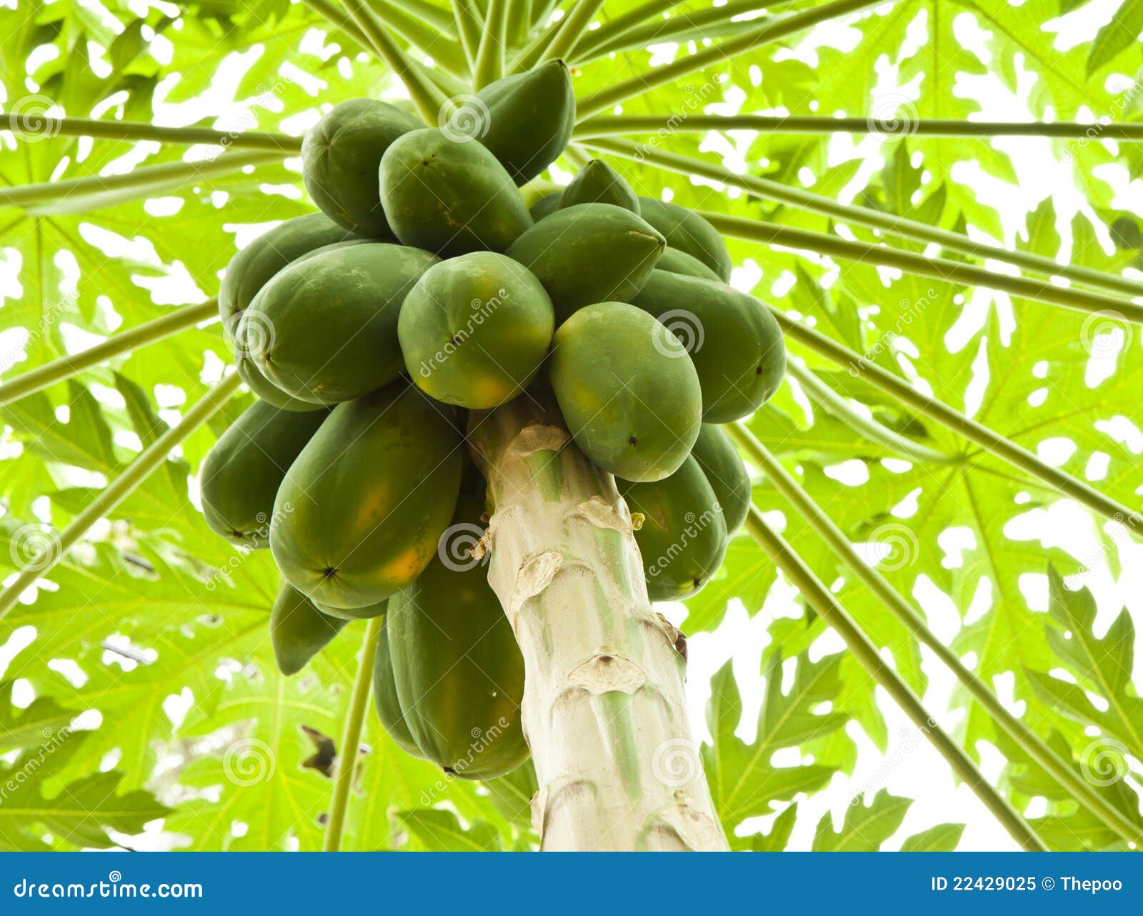 Papayers. image stock. Image du nature, organique, grand - 22429025