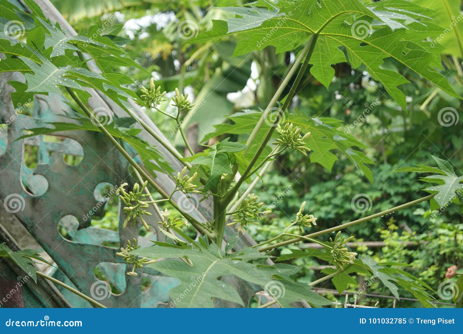 Papayo tree stock image. Image of food, starcase, plant - 101032785
