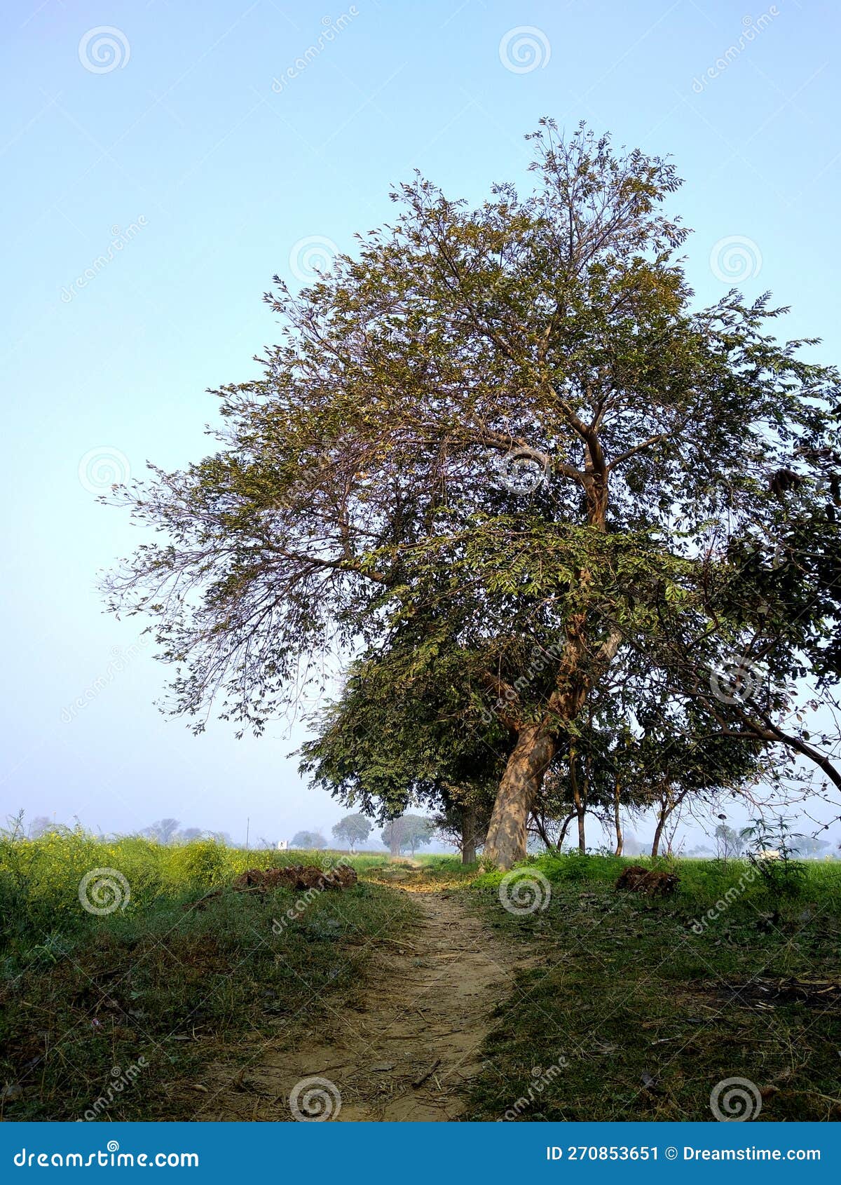 Papdi Tree is a Wonderful Photo in India Stock Image - Image of ...