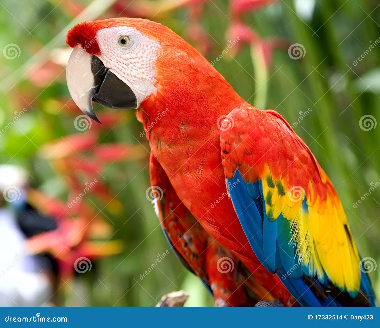 Papegaai stock foto. Afbeelding bestaande uit beschrijvend - 17332514