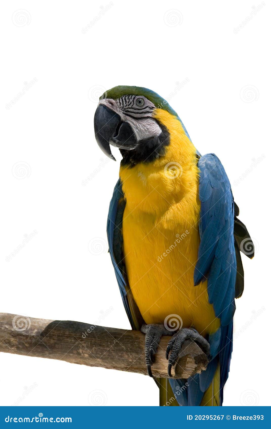 Papegaai stock afbeelding. Image of dier, vogel, papegaai - 20295267