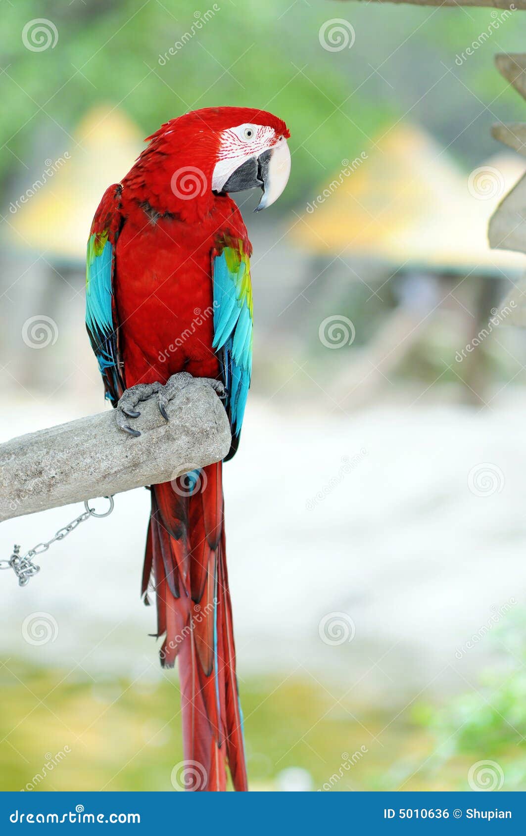 Papegaai stock foto. Image of mooi, vogel, rood, blauw - 5010636